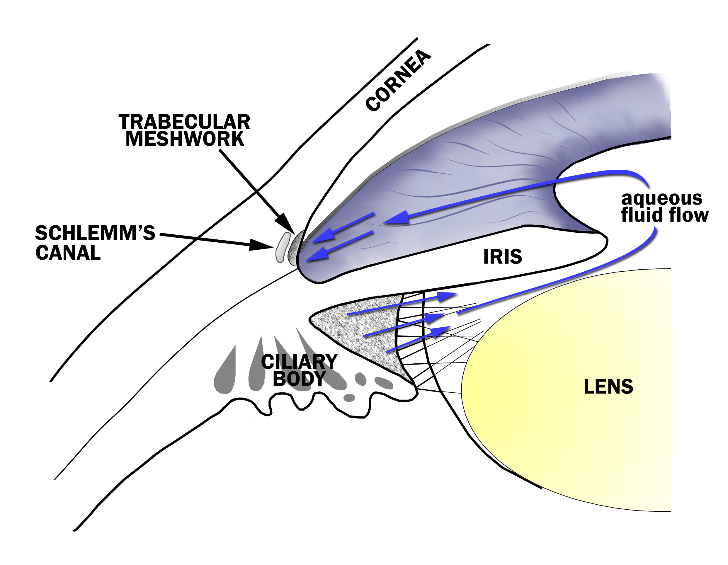 Ch 3 The Glaucoma Eye A Patient s Guide To Glaucoma