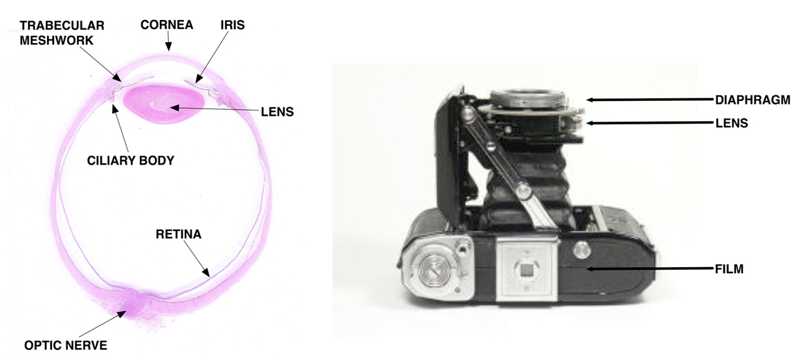 Ch 3 The Glaucoma Eye. A Patient's Guide to Glaucoma
